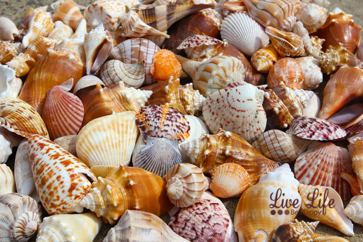 Life and Coconuts: Discovering Shells on Sanibel Island, Florida: A ...