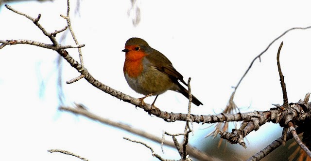TRIBUNA BERGUEDANA: EL PETIT PIT ROIG
