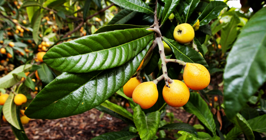 Conoce los beneficios del níspero » Sector3Pataz.com | La Libertad ...