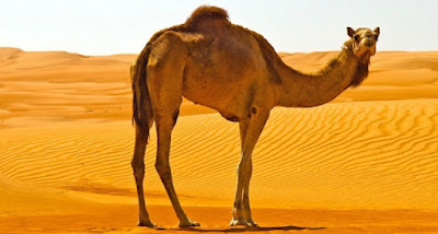 Eco Behavioral Adaptation of Camel ~ University Notes Old