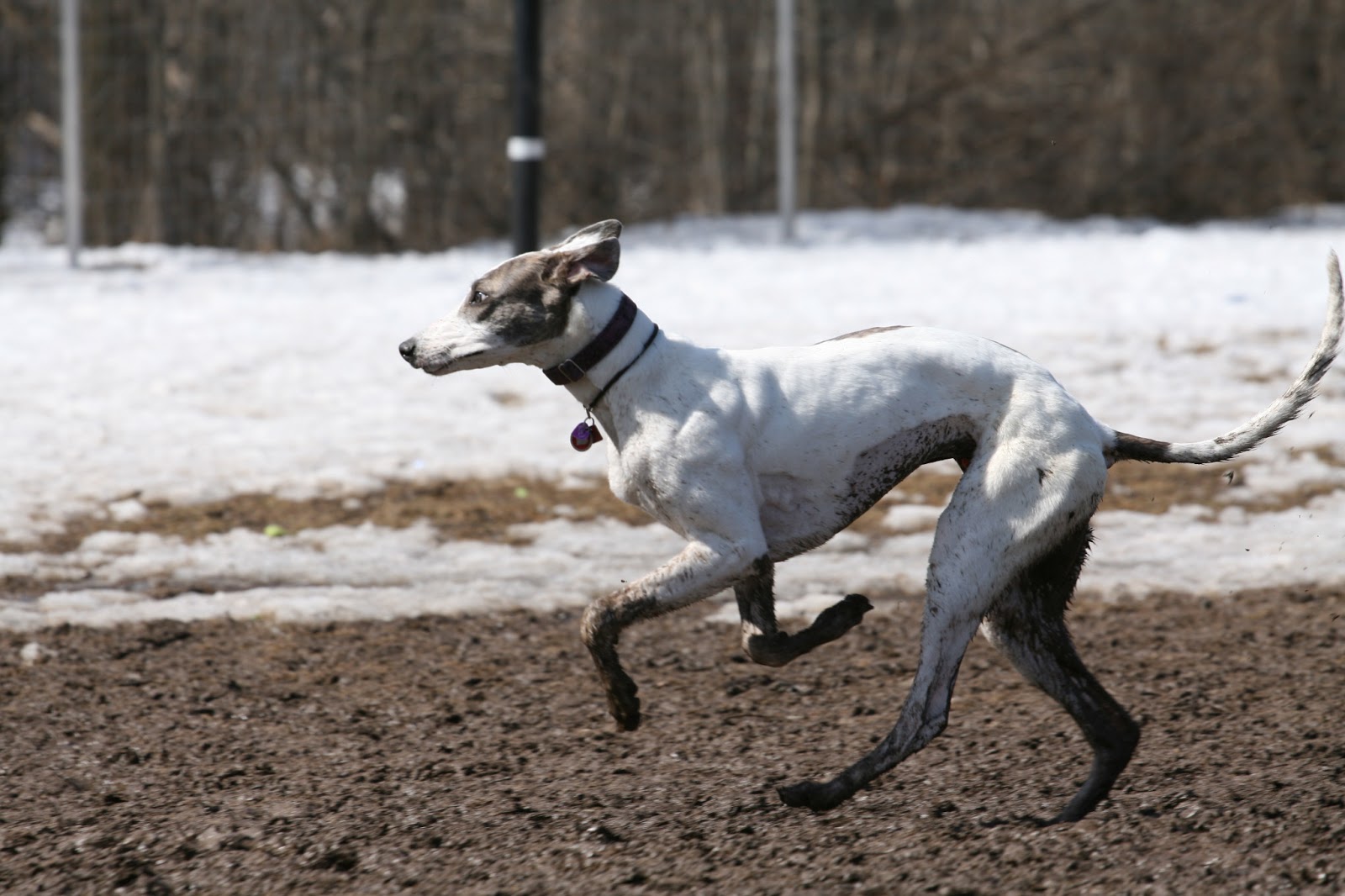 Apex Agility Greyhounds: 7 months - Dog Park