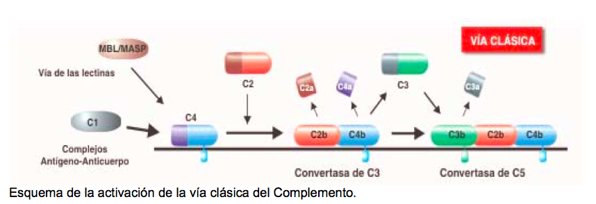 Complemento U.I.A.: Vías de activación del sistema complemento (I)