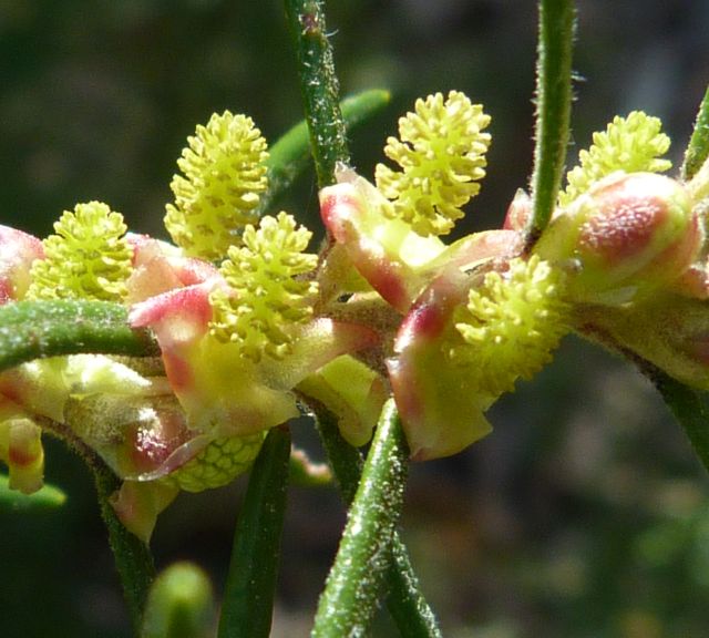 ANPS goes up the River (without a paddle)