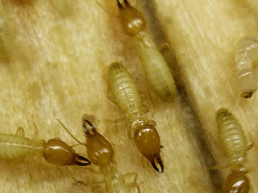 Urban IPM: Termites