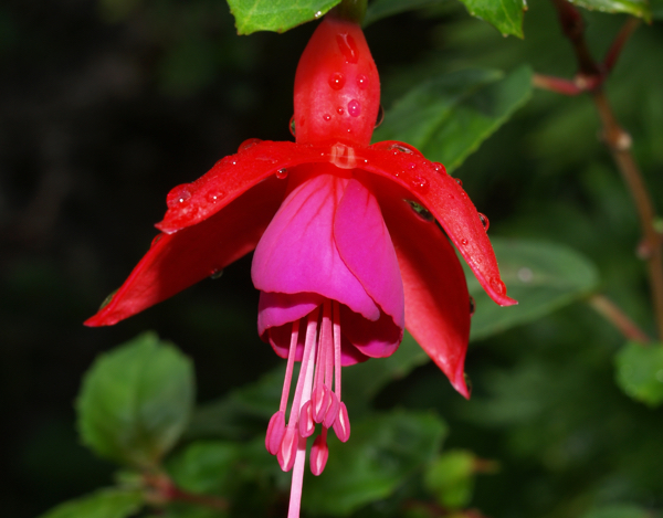 Glosario botánico con imágenes - Letra H