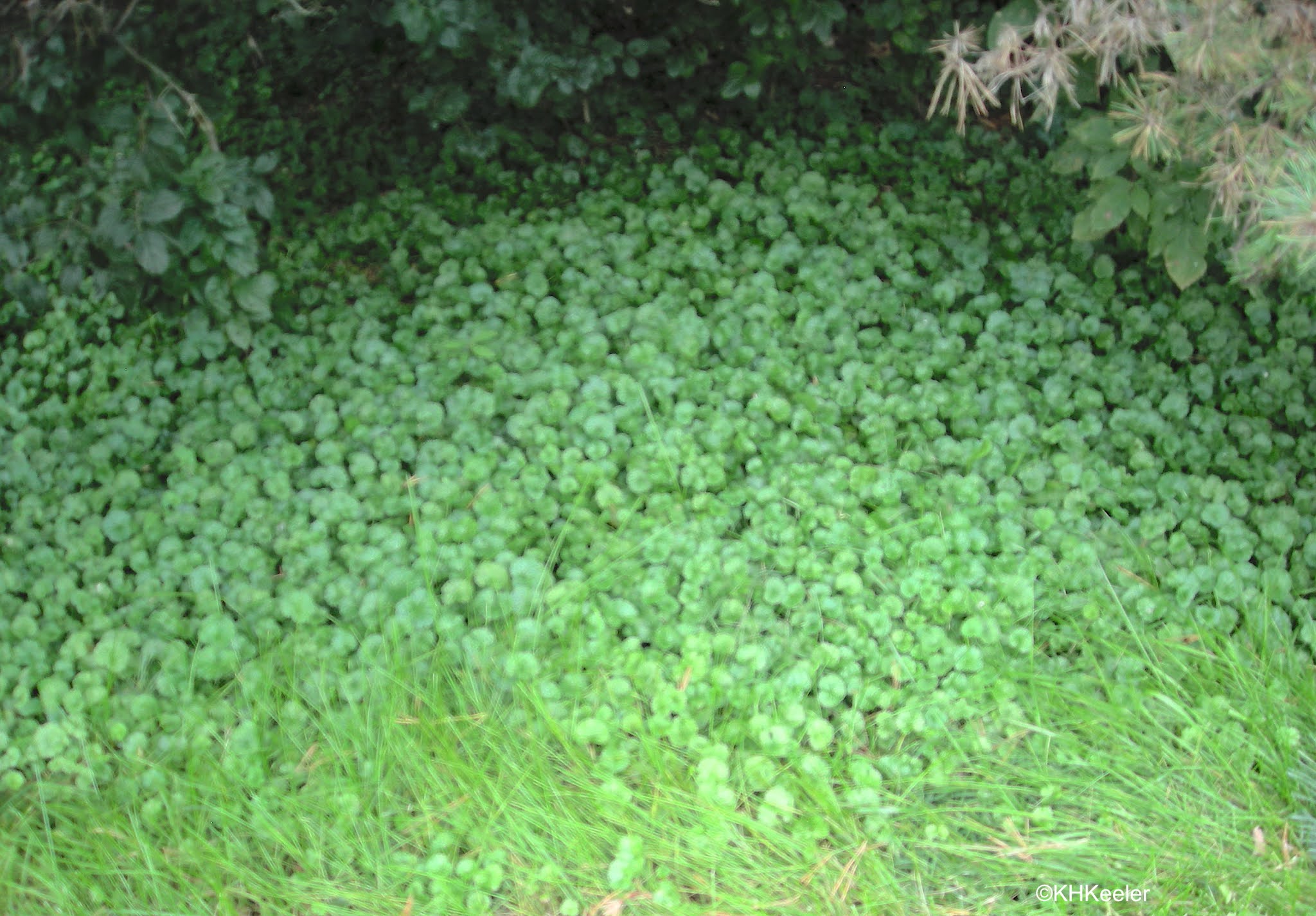 A Wandering Botanist: Plant Story--Ground Ivy, Creeping Charlie ...