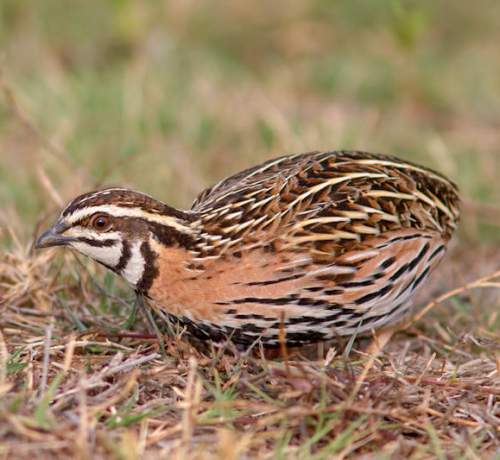 List of Indian quails - Images | Birds of India | Bird World