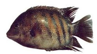 gHara javaN (Home Food): Konkani names for fish