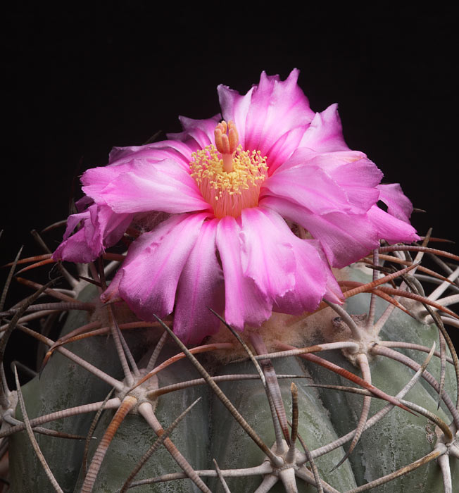 Cactus world beauty: Echinocactus horizonthalonius