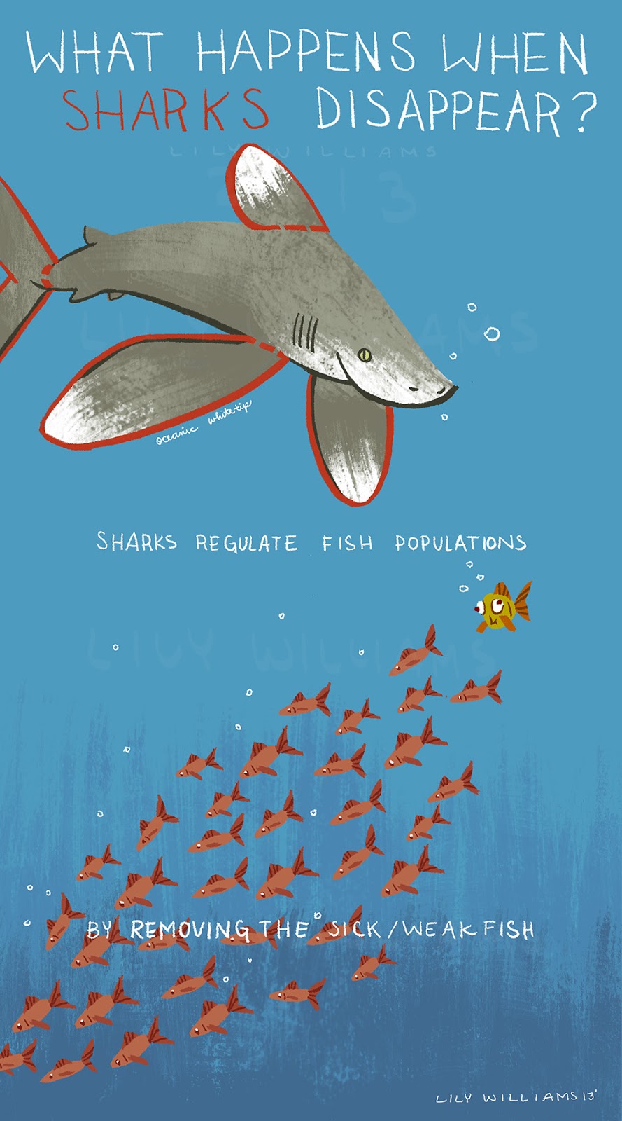 Lily Williams: What Happens When Sharks Disappear?