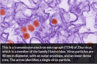 Avian Flu Diary: Eurosurveillance: 2 Reports Of Zika RNA Detection In ...