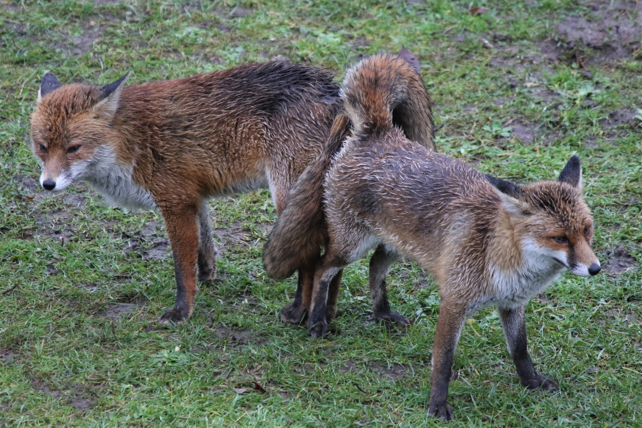 Non-Stop Birding: Red Fox- copulatory tie