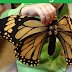 Creative Resources Learning Materials: Paper Butterfly Fine Motor ...