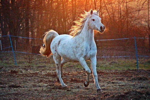 10 Interesting Facts About Horses Facts About All 10-interesting-facts-about-horses-facts-about-all