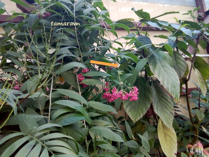 Всё о бегониях и не только...: Цеструм изящный (Cestrum elegans)