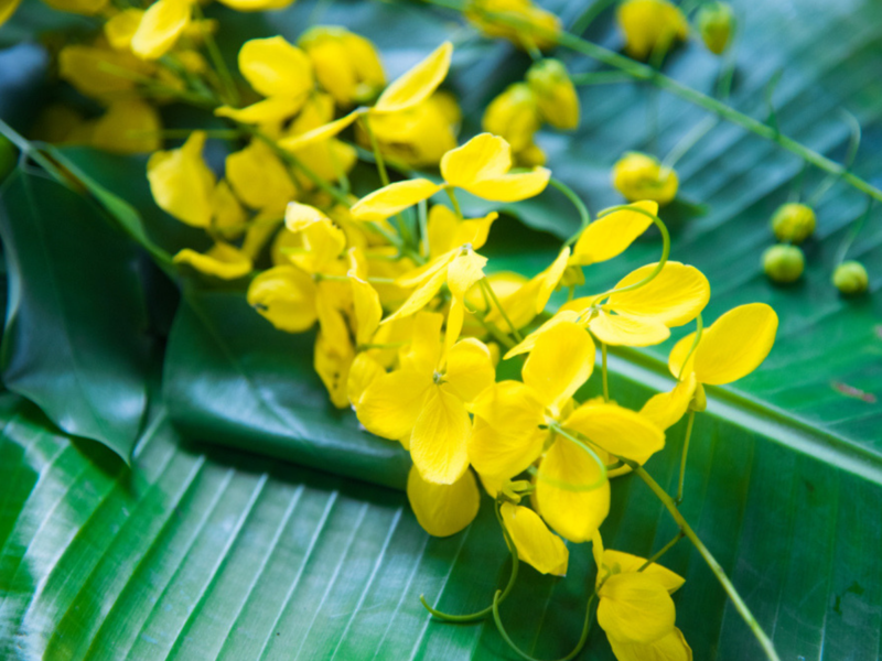 # The Golden Shower- Kani Konna Poovu & Saleem