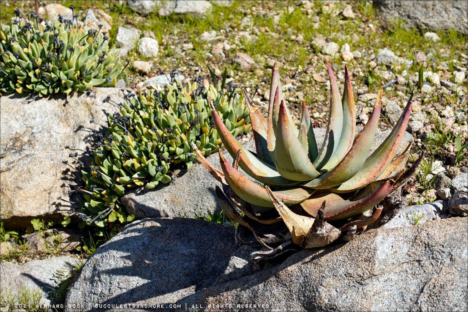 Aloes and South African bulbs at UC Berkeley Botanical Garden