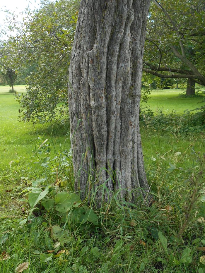 Future Plants by Randy Stewart: Hawthorns