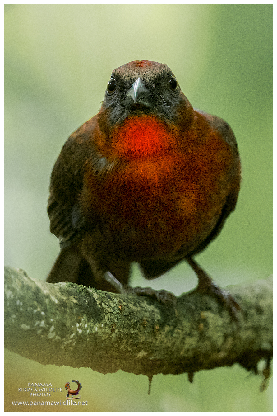 Pipeline Road and surroundings - the best place for Panama Birds ...