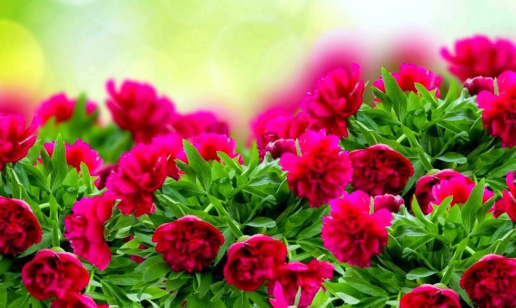 Indahnya Musim Bunga - Relaks Minda