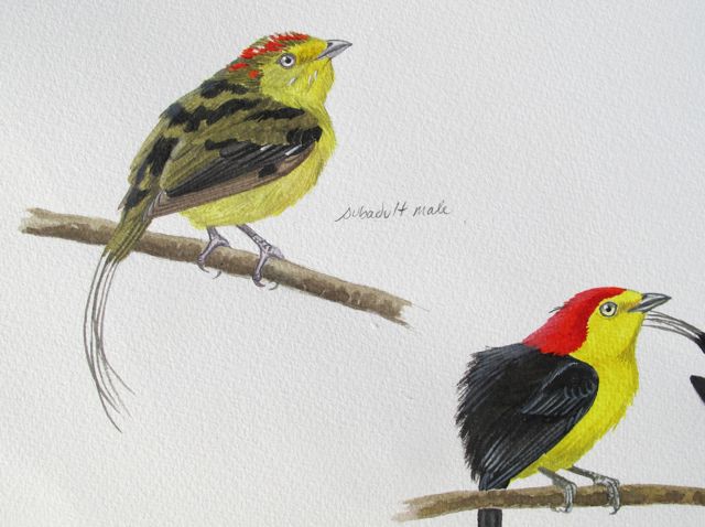 Julie Zickefoose on Blogspot: Bird Painting 101: Wire-tailed Manakins ...