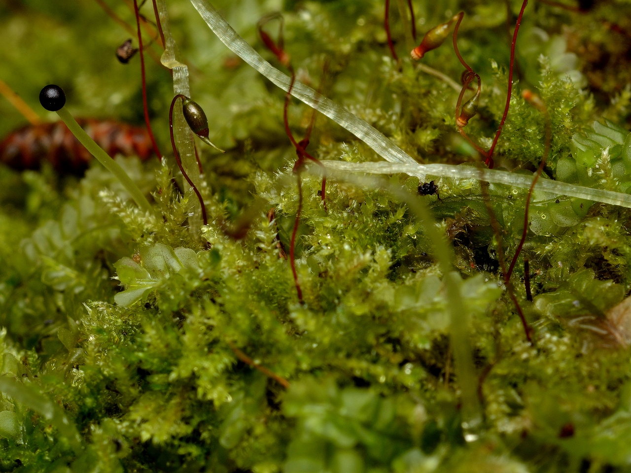 そよ風のなかで Part2: シロイチイゴケ
