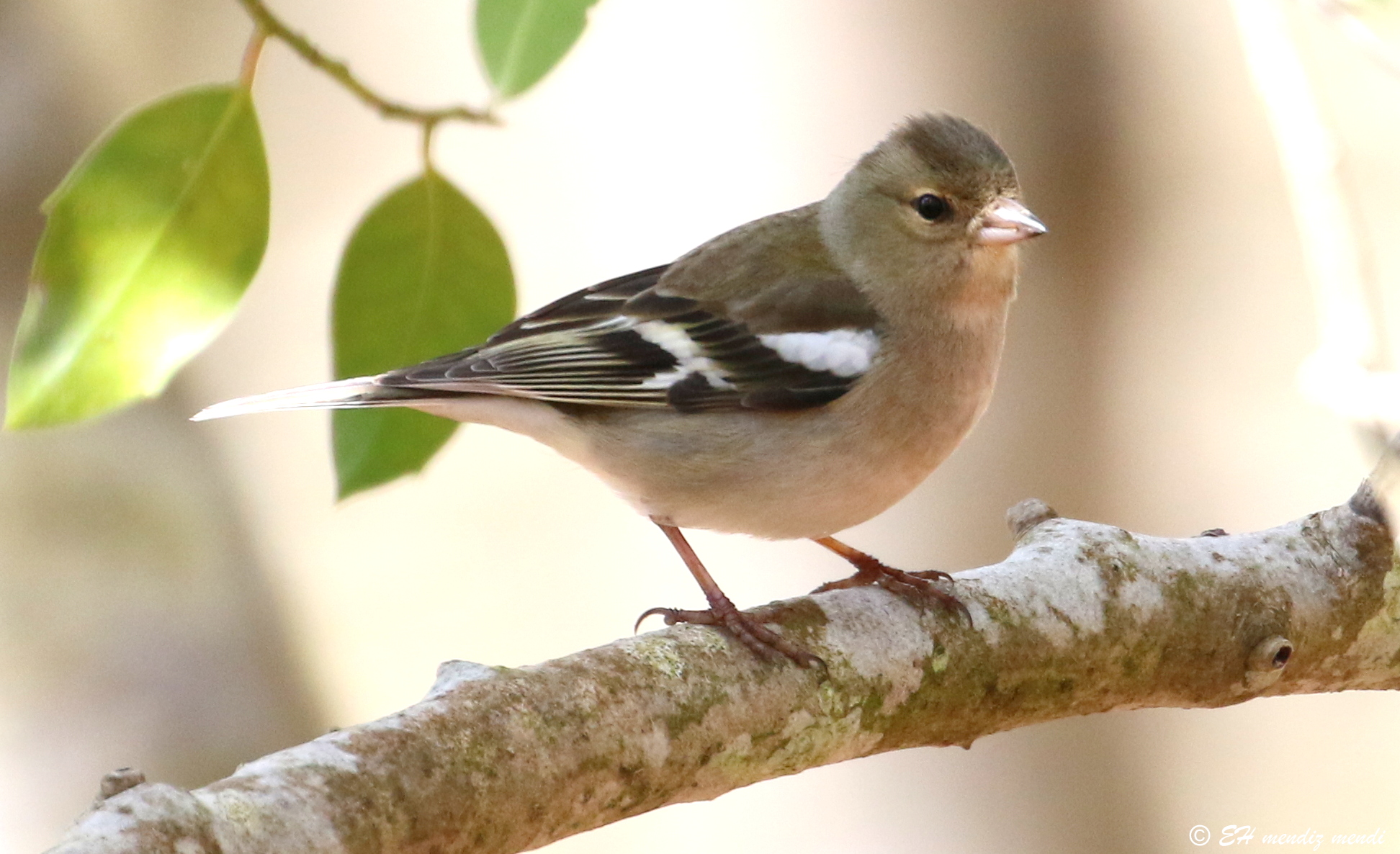 Euskal Herria mendiz mendi: OIANBAKOITZ (1226M), MILPIRIBIL (1277M ...