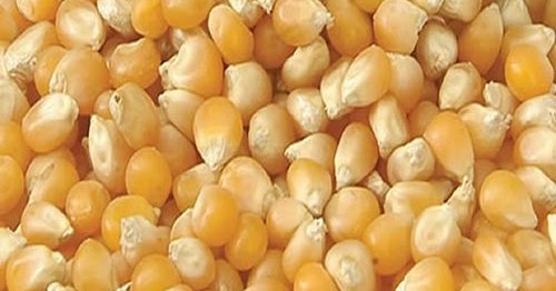 Al-Chimia Barbarilor: Amidon-Cojocaru Miruna