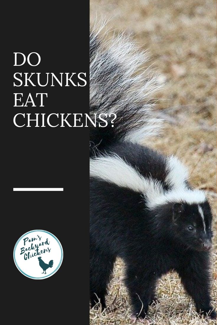 Pam's Backyard Chickens: Do Skunks Eat Chickens?