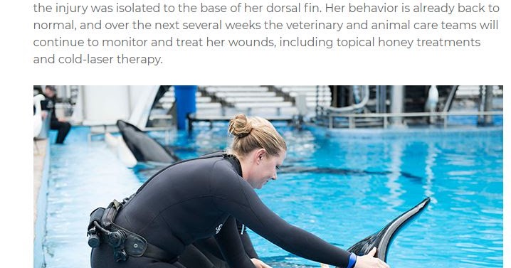Voice of the Orcas: Katina's Gruesome Dorsal Fin Injury is no April ...