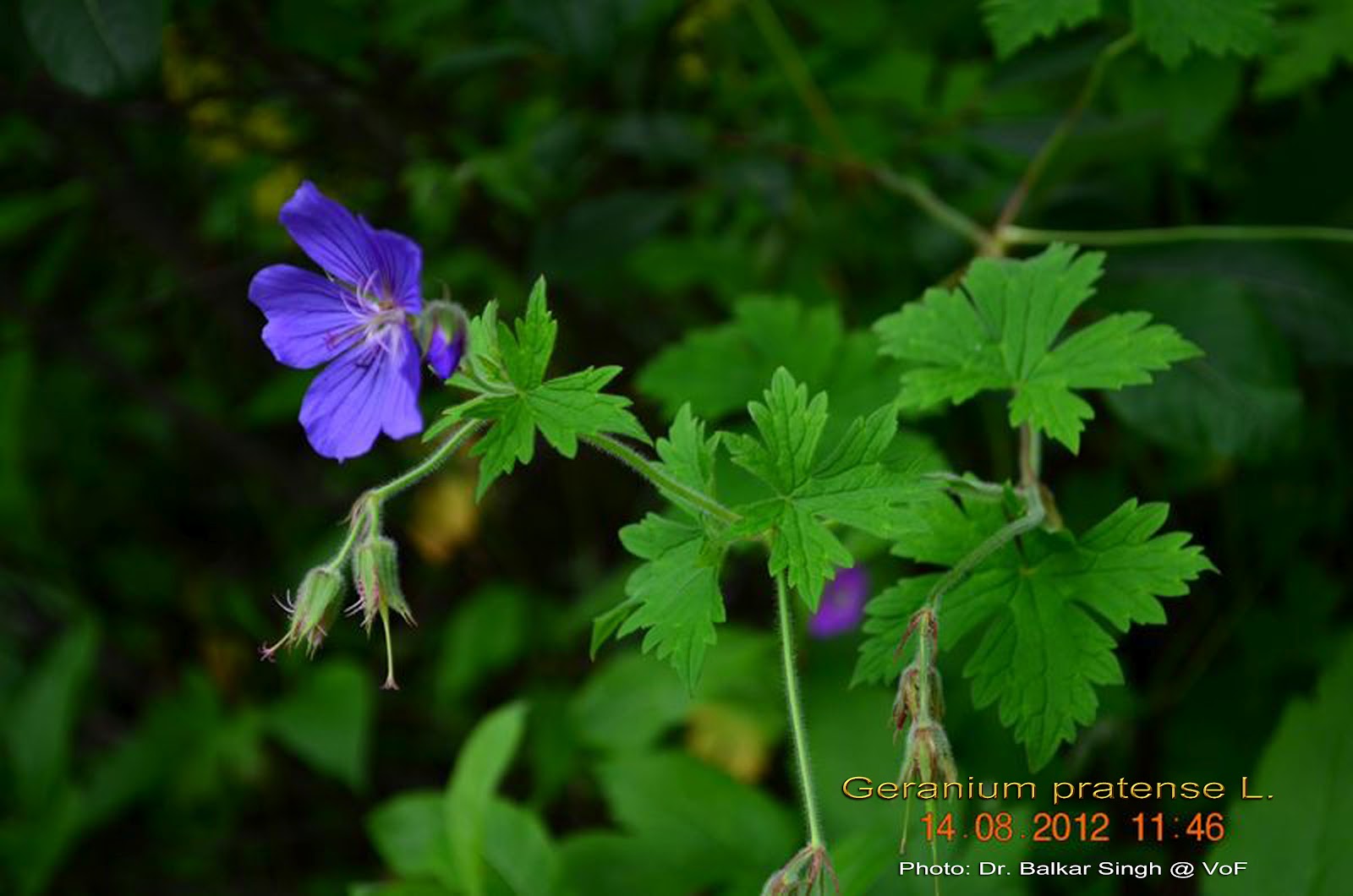 Medicinal Plants: Geranium pratense meadow cranes-bill Ligadur Ligadur ...