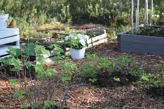 k o t i p o r s t u a: Meidän pieni kasvimaa