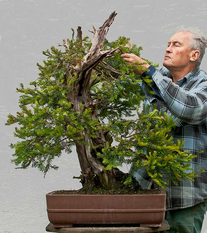 Walter Pall Bonsai Adventures: New project: European yew #2