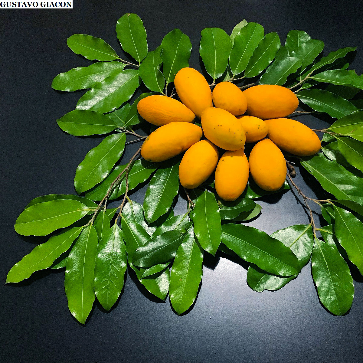 Viveiro Ciprest - Plantas Nativas e Exóticas: Oiti ( Licania tomentosa )