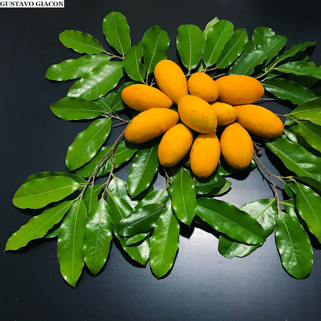 Viveiro Ciprest - Plantas Nativas e Exóticas: Oiti ( Licania tomentosa )