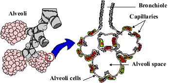 Biology Assesment: Gas exchange