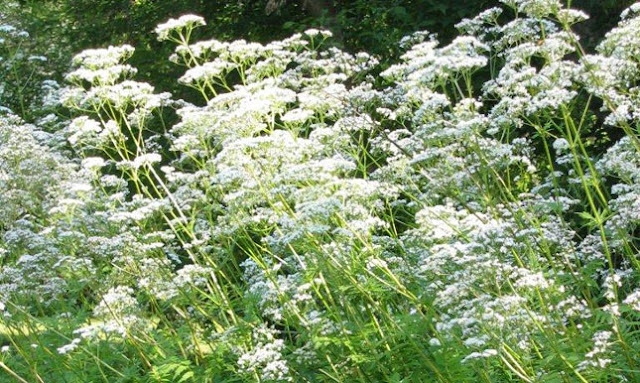 Valerian | Herbs Trove