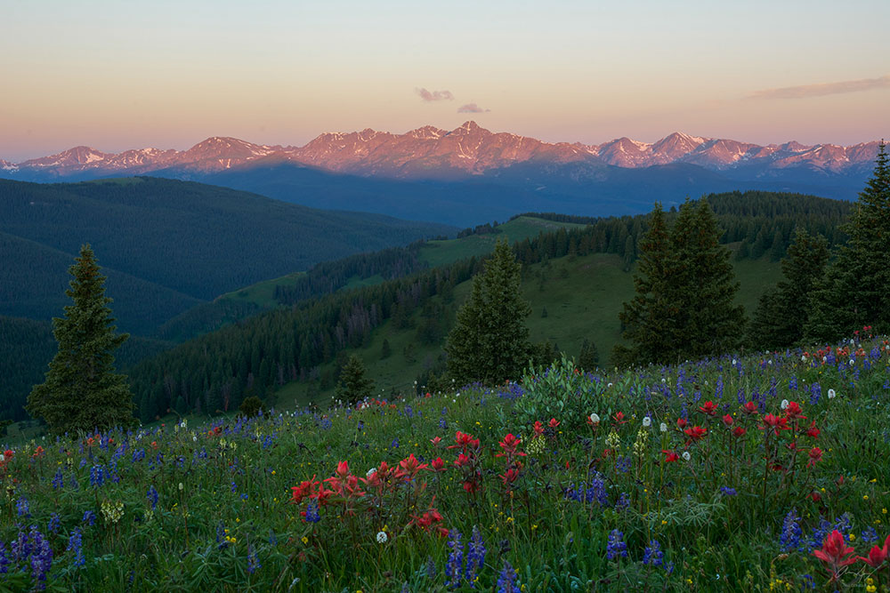 14er Art : 5 Great Wildflower Locations in Colorado