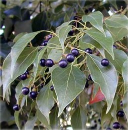 ALCANFORERO (CINNAMOMUM CAMPHORA) ~ PLANTAS MEDICINALES