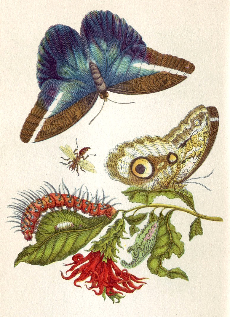 stormidae: random science 18: Maria Sibylla Merian 1647 - 1717
