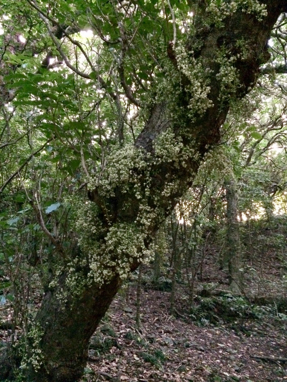 Explore and Discover Nature: Autumn Nature Walk - a splendid kohekohe year