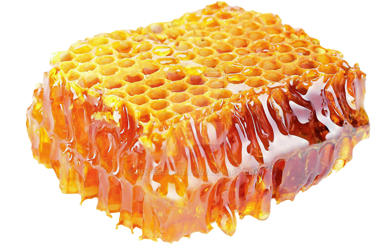 Madu Alami Lebah Petualang