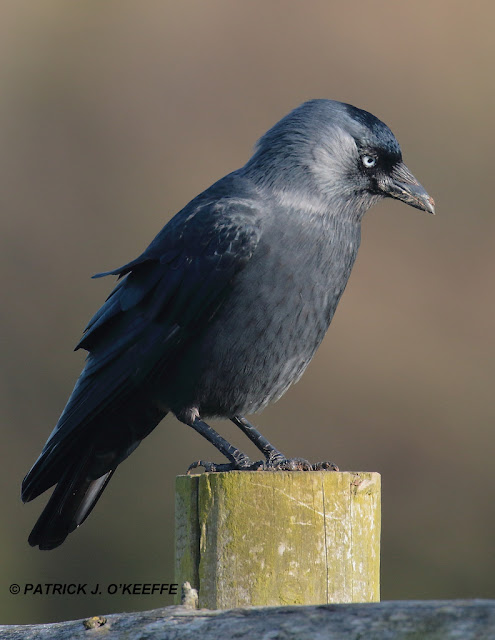 Raw Birds: Western Jackdaw