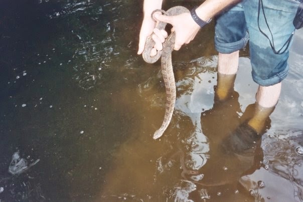 Nature Explorer : Identifying NC Venomous Snakes Part1: Cottonmouths ...