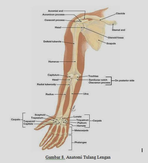 LAPORAN PENDAHULUAN FRAKTUR ANTEBRACHII