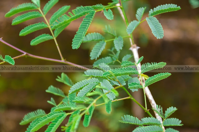 ഓരോ നക്ഷത്രത്തിനും ഓരോ വൃക്ഷം കല്പ്പിക്കപ്പെട്ടിട്ടുണ്ട് ...