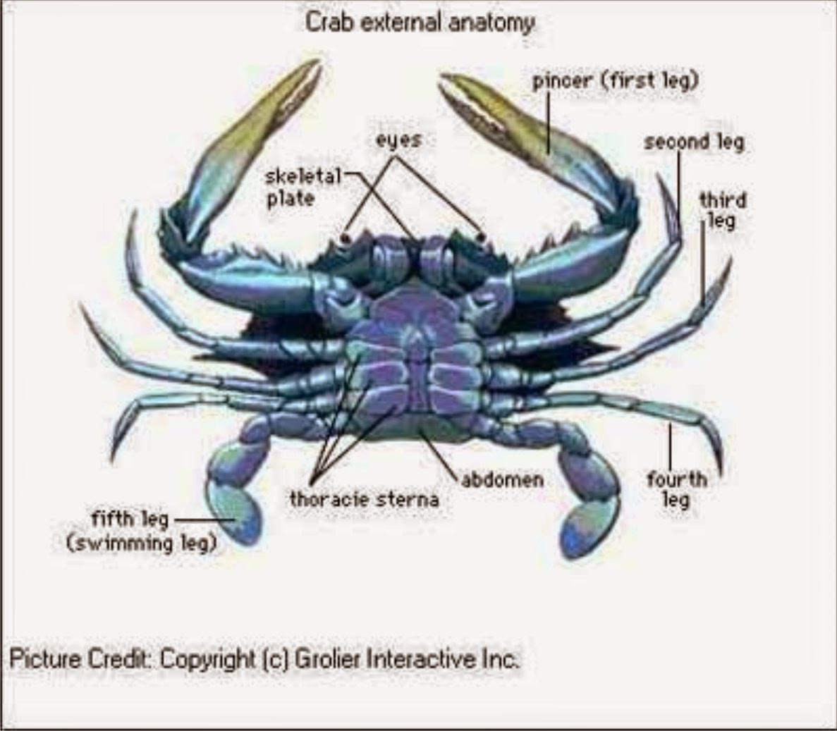 PERIKANAN NUSANTARA: Mengenal Kepiting Dan Anatominya