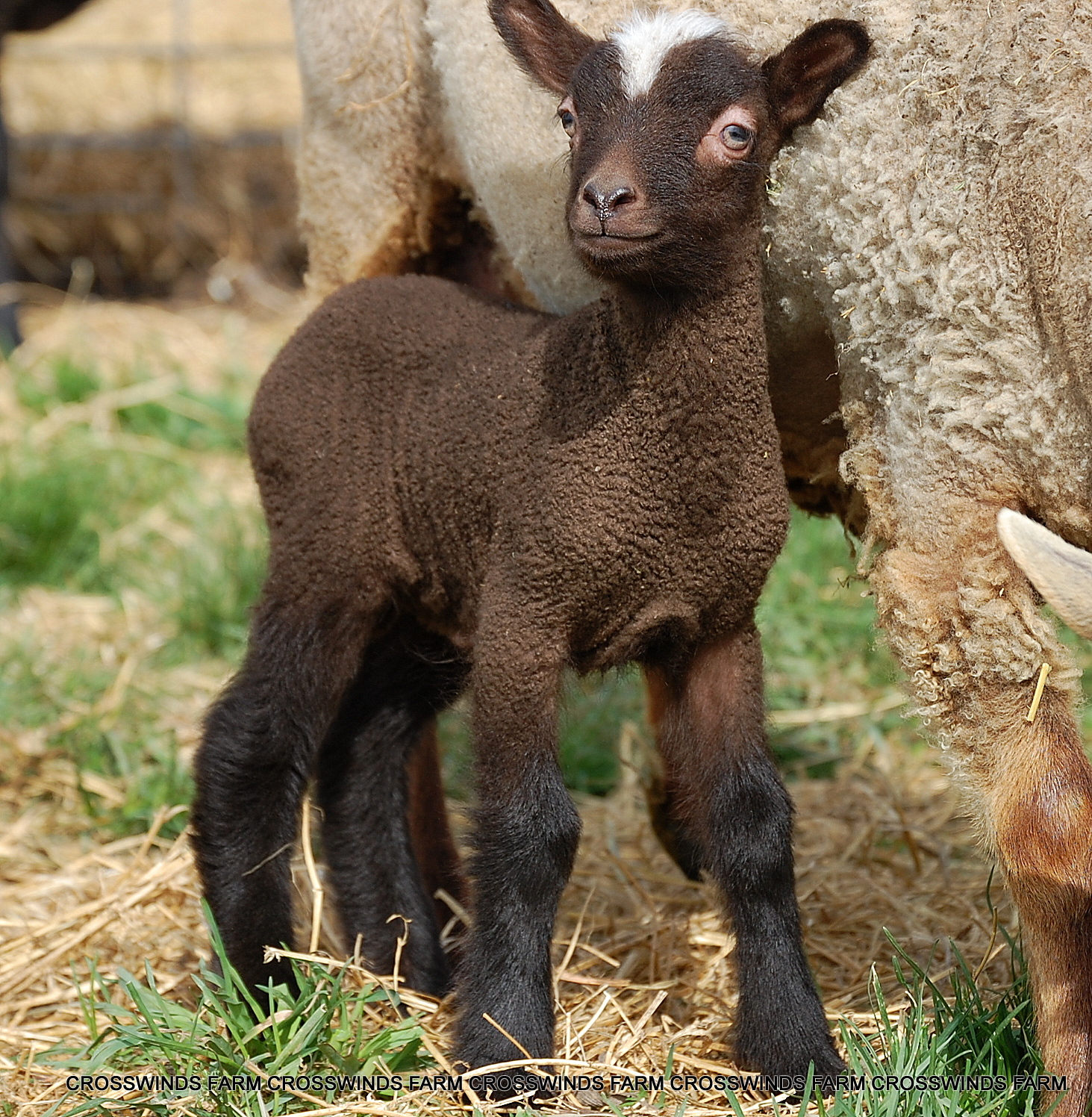 Crosswinds Farm: Gratuitous lamb photos