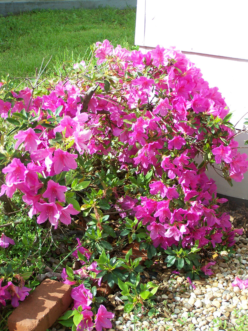 The Quiet Life: It's almost time to plant