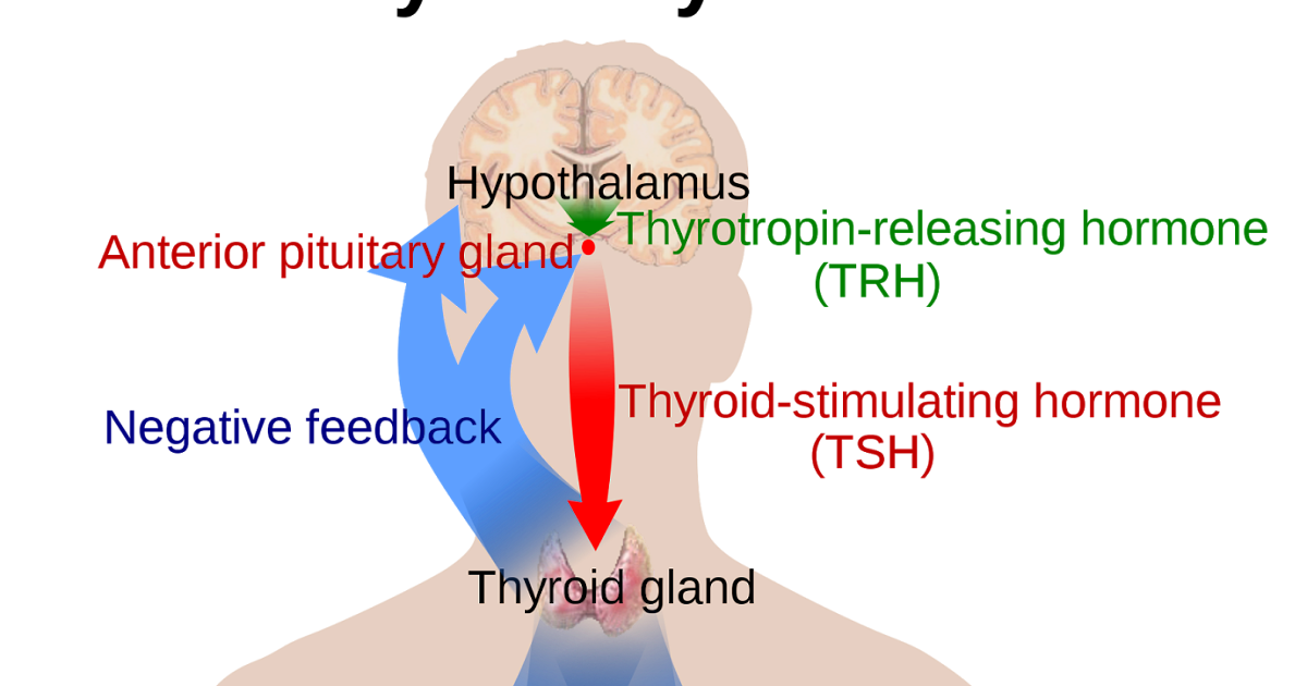 Assalamualaikum...: Simptom Dan Cara Rawatan Penyakit Tiroid Yang Anda ...